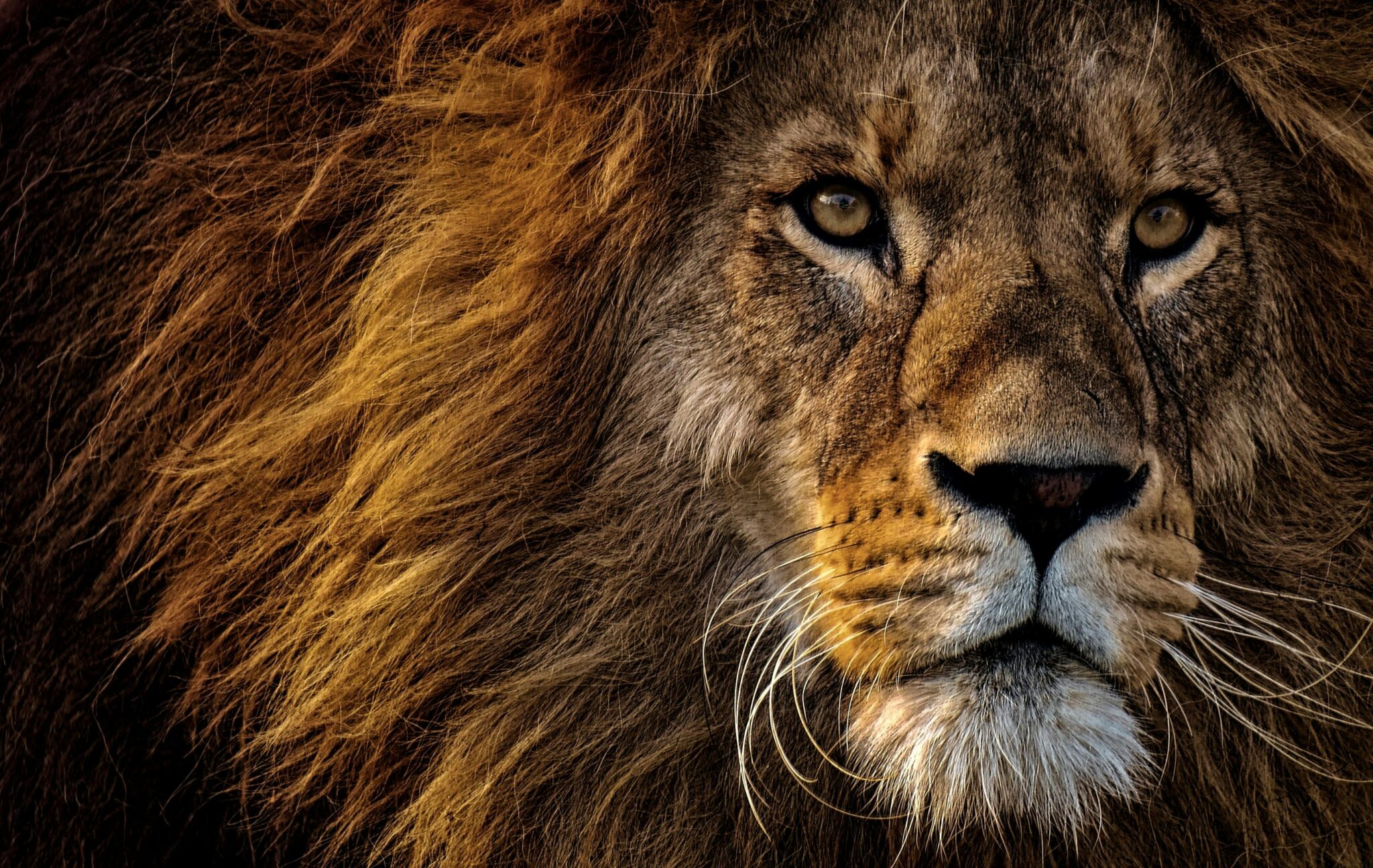 IELTS Listening – Practice Test 5 – Africa's Declining Wildlife - IDP ...
